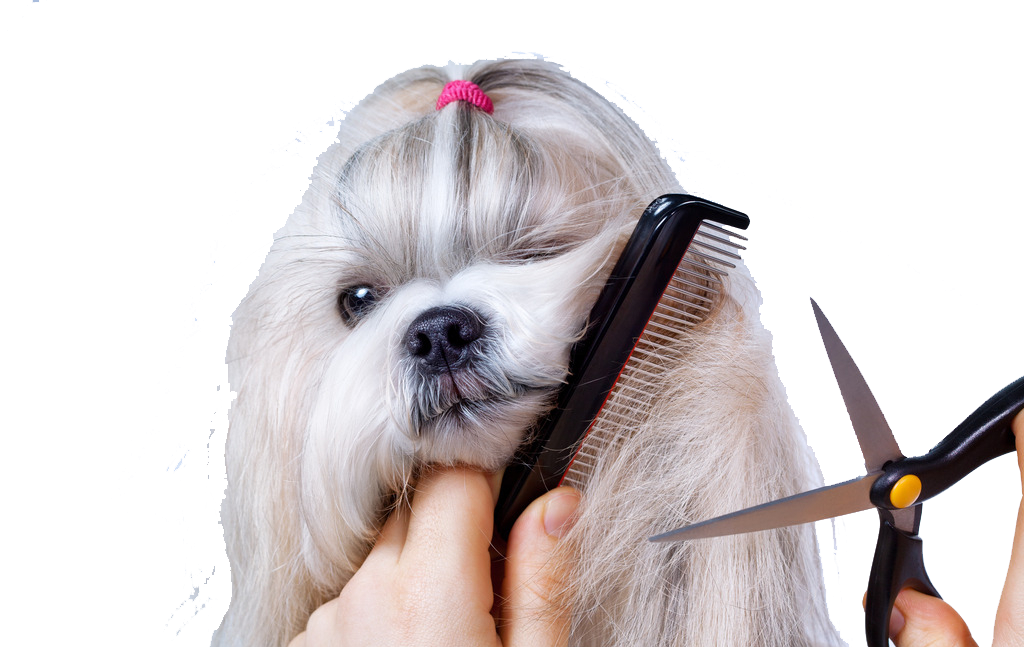 Nuestros servicios de peluquería canina: adaptados a las necesidades ...